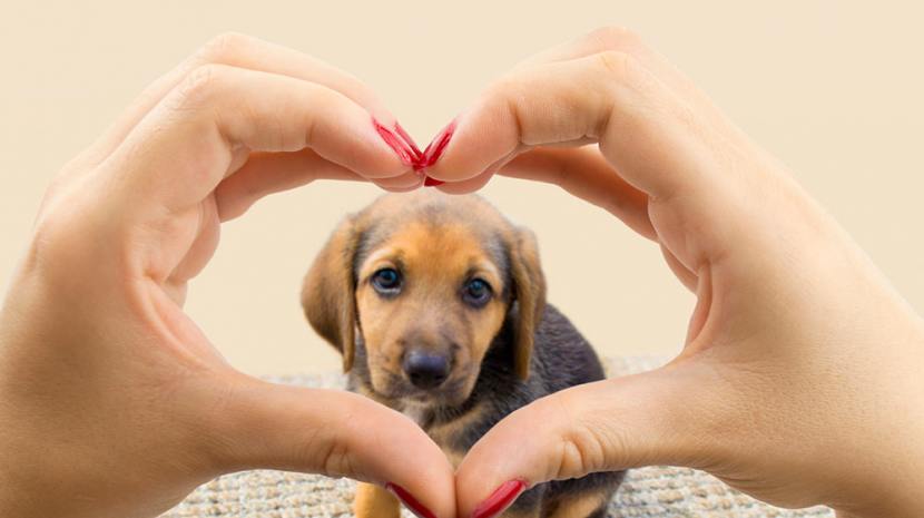 Cuál es la importancia de cuidar a tus mascotas - Municipalidad de Tafí ...